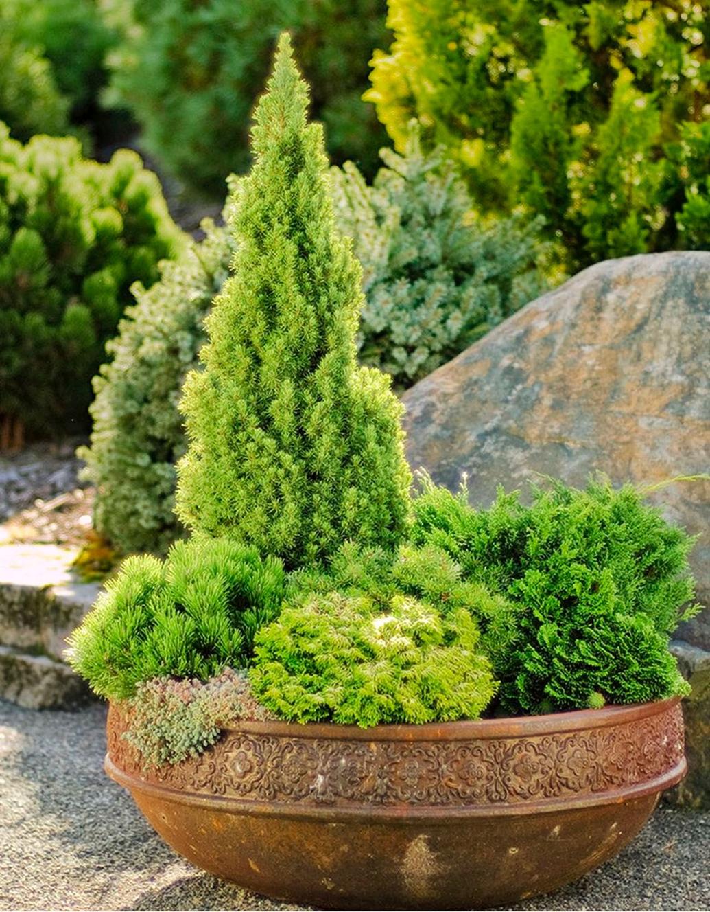 Evergreen container gardens — beauty lasting year round | Lifestyle ...