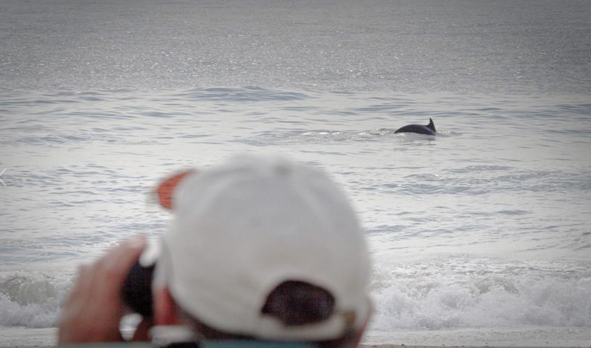 MERR’s Annual Dolphin Count set for July 18 | Lifestyle | coastalpoint.com