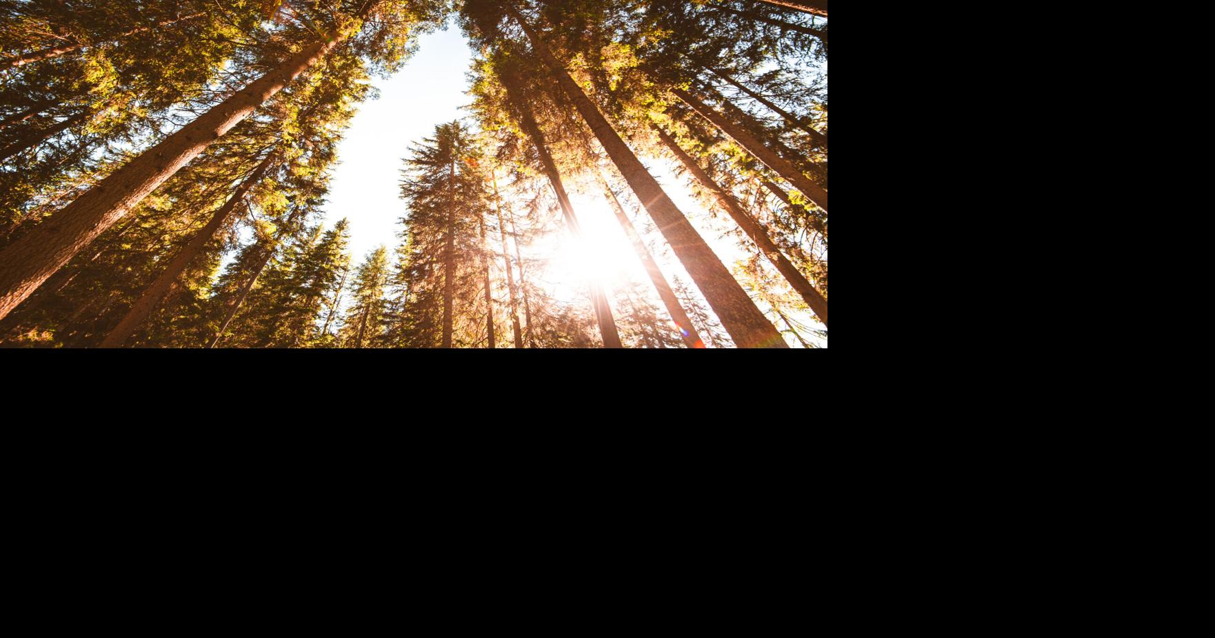 The importance of native trees to our environment | Green ...