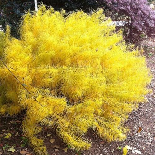 Fall color: How plants celebrate the changing of the season | Lifestyle ...