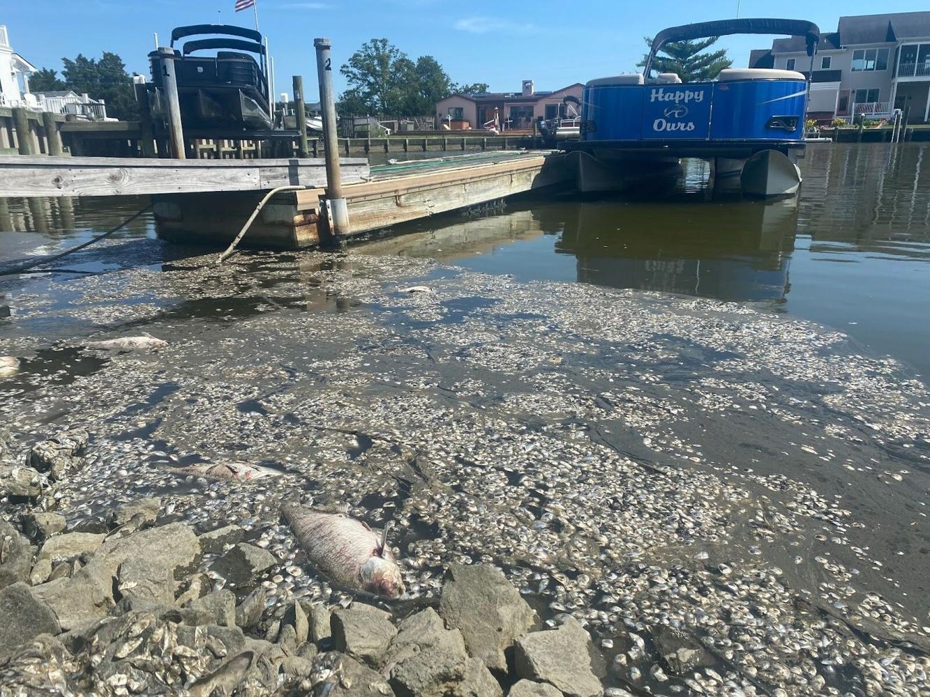 Water quality monitoring project sheds new light on pollution problems ...