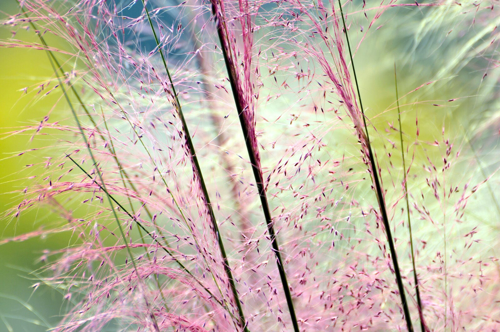 Pinkly muhly grass: A must-have for native fall color | Lifestyle ...