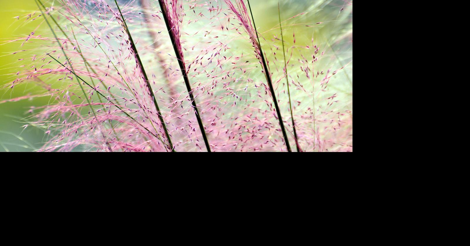 Pinkly muhly grass: A must-have for native fall color | Lifestyle ...