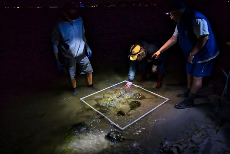 Growing horseshoe crab population supports migratory shorebirds | Green ...