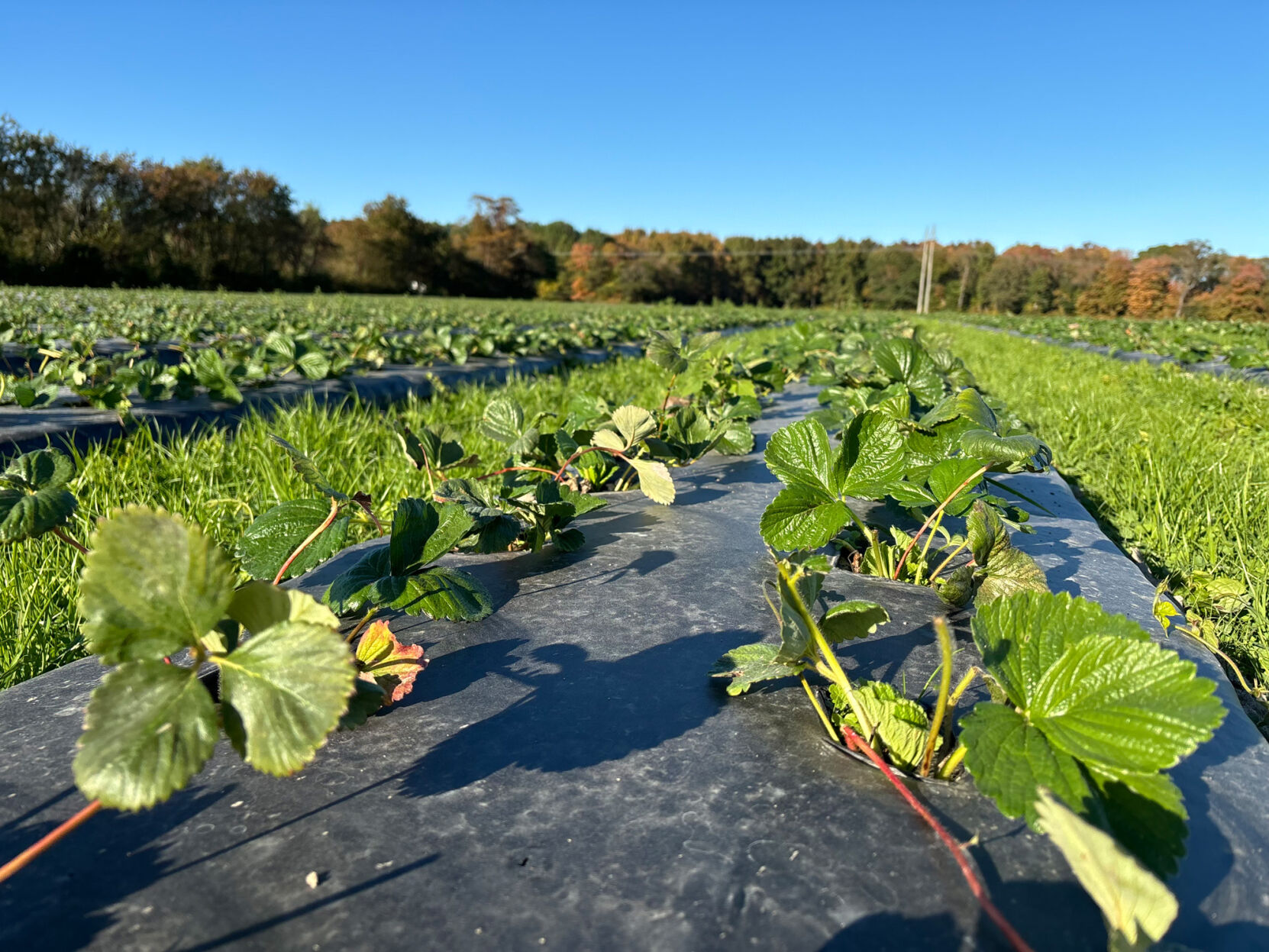 Good news on the local strawberry scene | Agriculture | coastalpoint.com