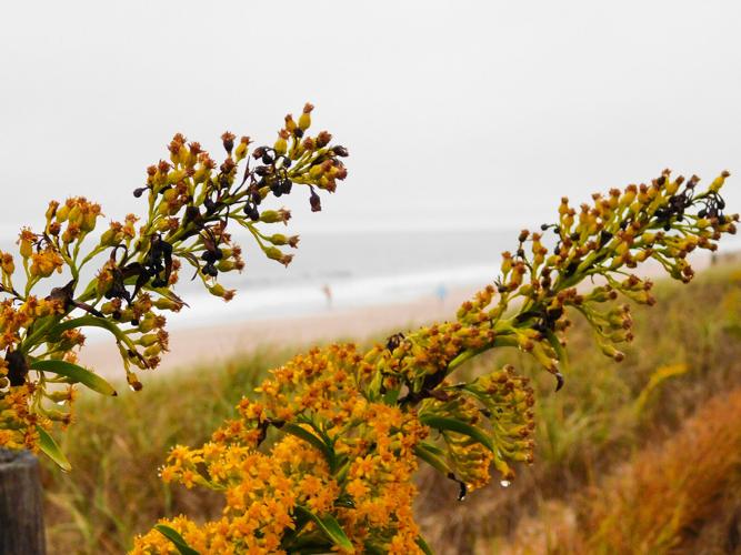 Seaside goldenrod: Sunshine on the dunes | Lifestyle | coastalpoint.com
