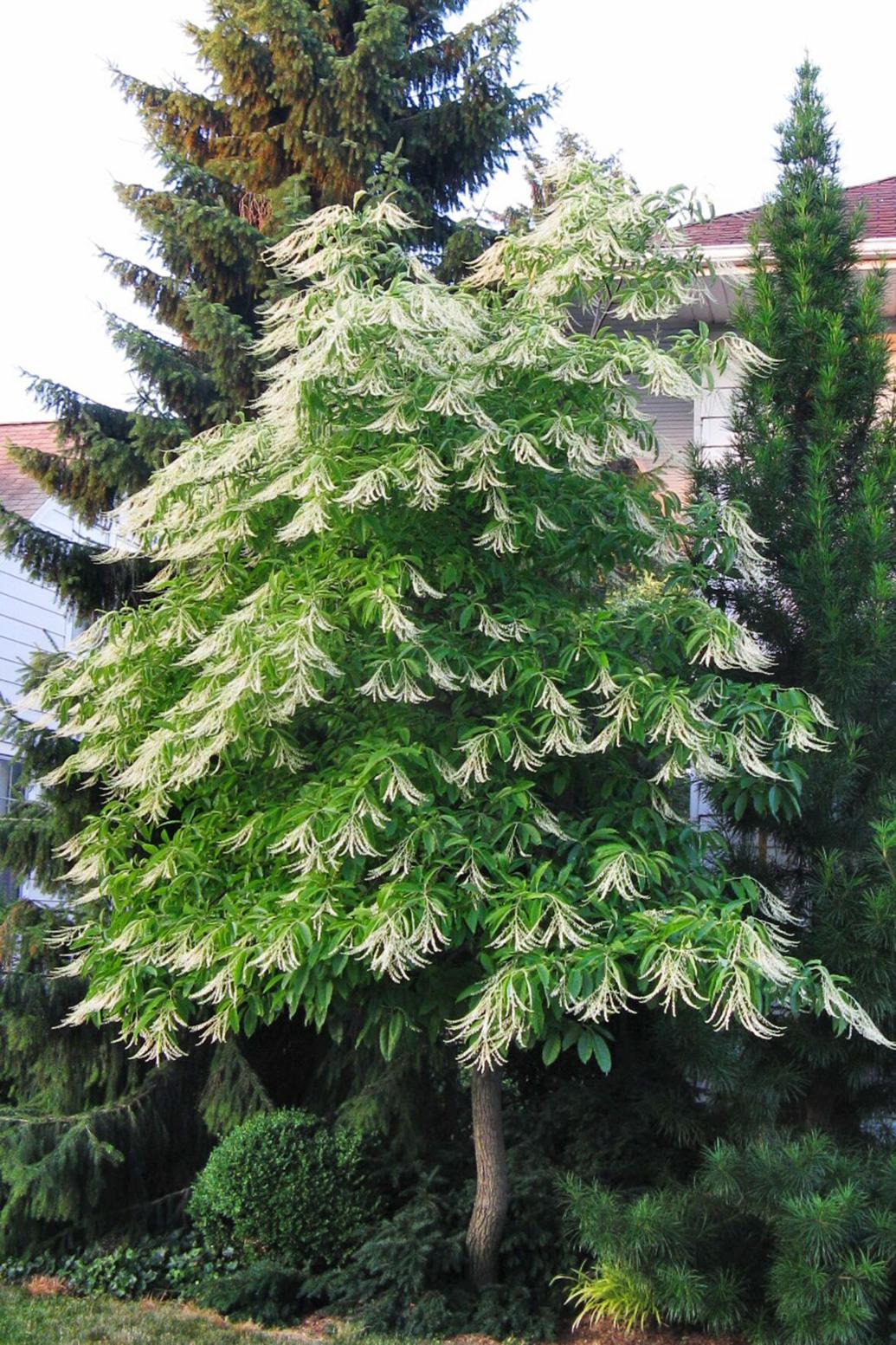 Plant of the week: Sourwood — a sour tree makes sweet honey | Experts ...