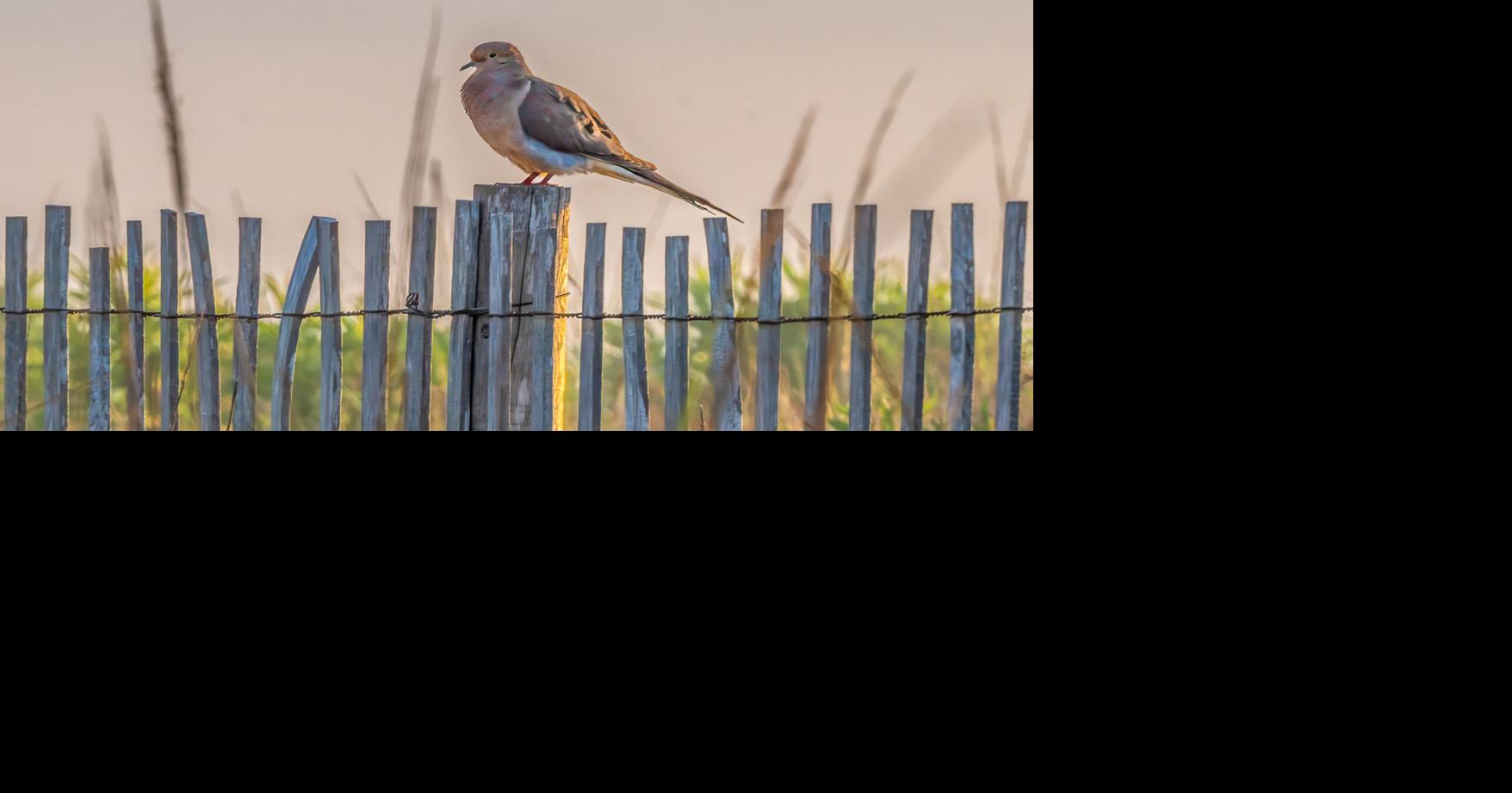 Mourning dove morning | Point Pics | coastalpoint.com