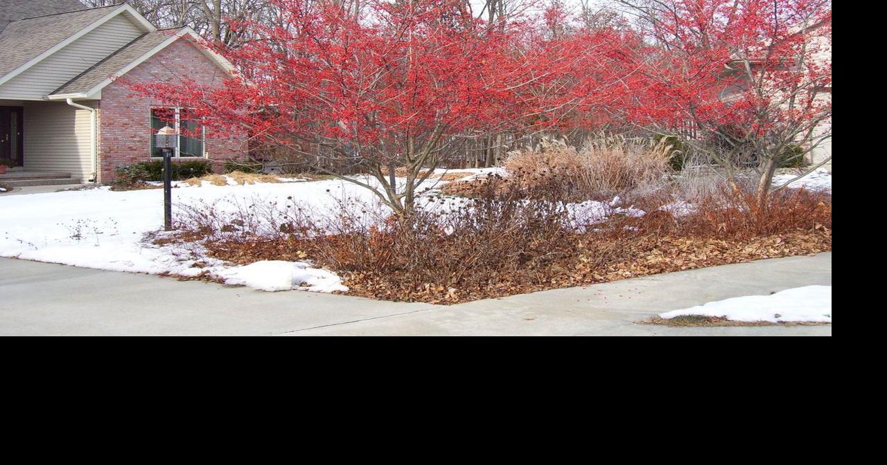 Plant of the Week: A tree for all seasons — Winter king hawthorn ...
