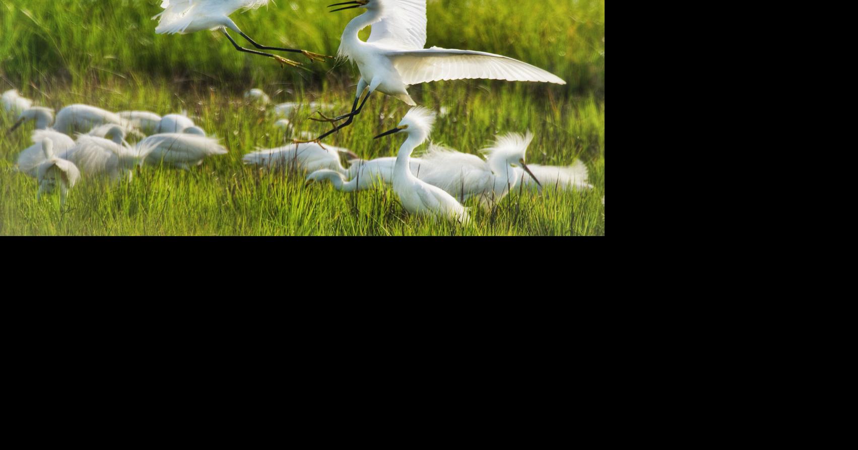Birds of a feather | Point Pics | coastalpoint.com