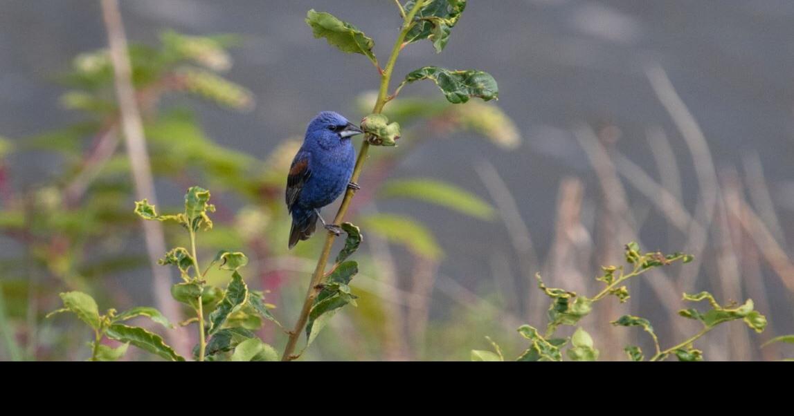 DNREC announces photo contest winners | Lifestyle | coastalpoint.com