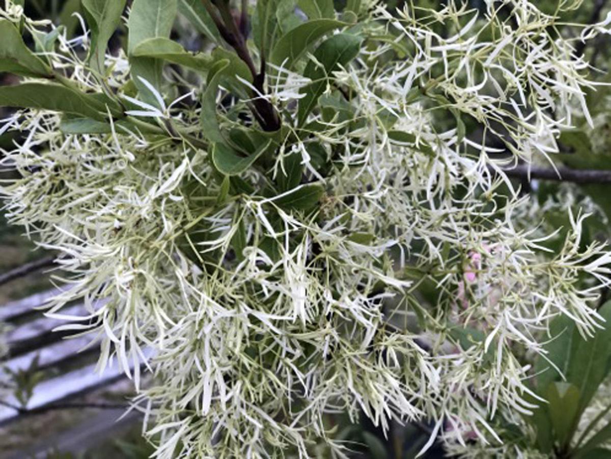 Notable Natives: Old Man’s Beard making local appearance | Experts ...