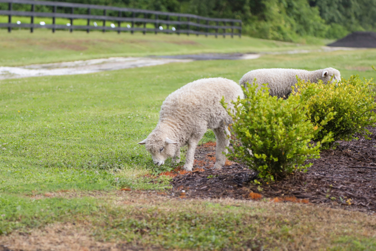 Explore Delaware agriculture with a Delaware Grown Road Trip | Food ...