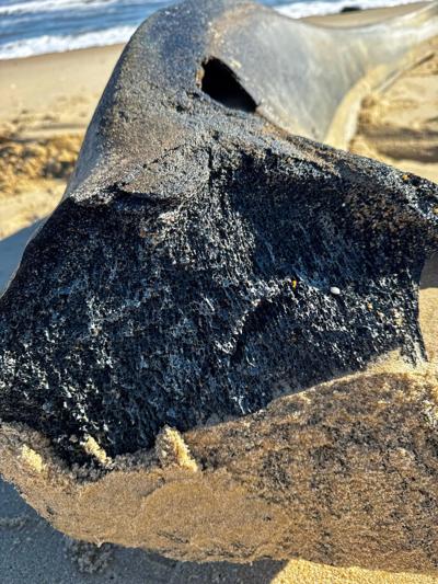 A whale of a find: Fossil bone discovered on Bethany Beach | Green ...