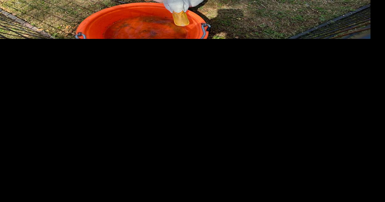 Magic for Morgan | Point Pics | coastalpoint.com