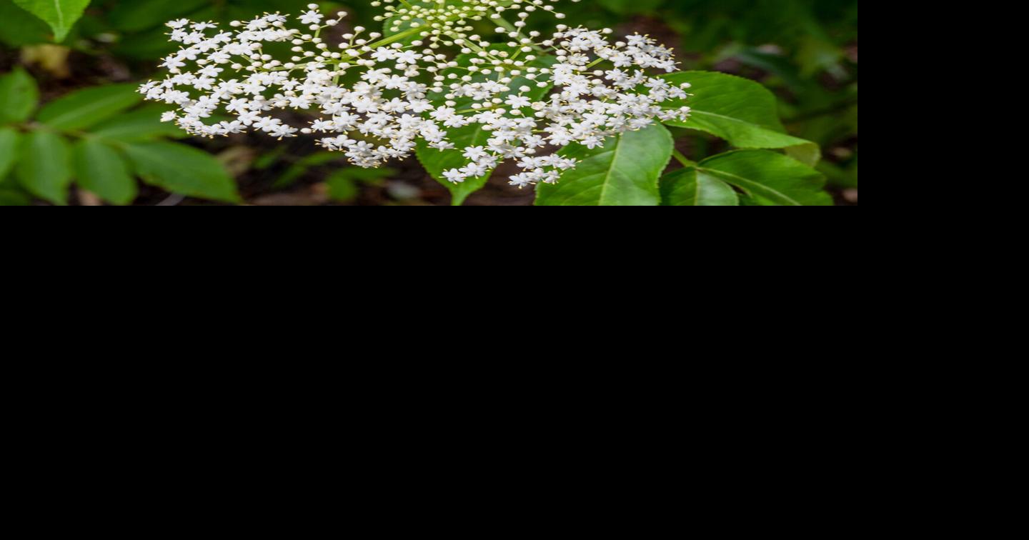 Elderberries: Native, beautiful and easy to grow | Lifestyle ...