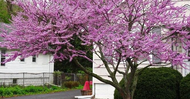 Eastern redbud: A glowing bit of color in early spring | Lifestyle ...