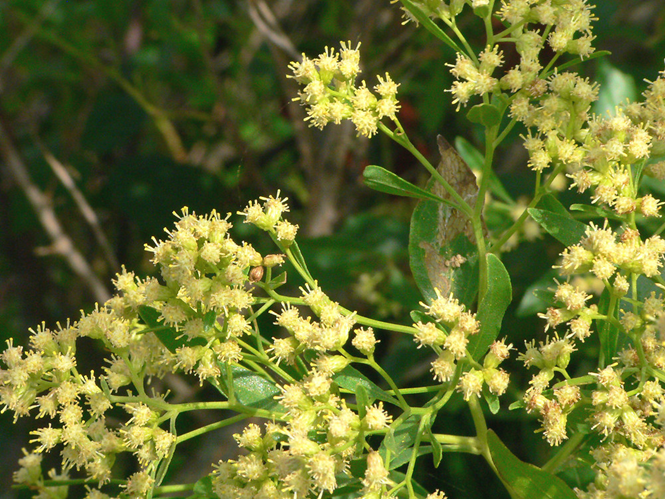 Groundsel bush: Beauty thrives in salt | Lifestyle | coastalpoint.com