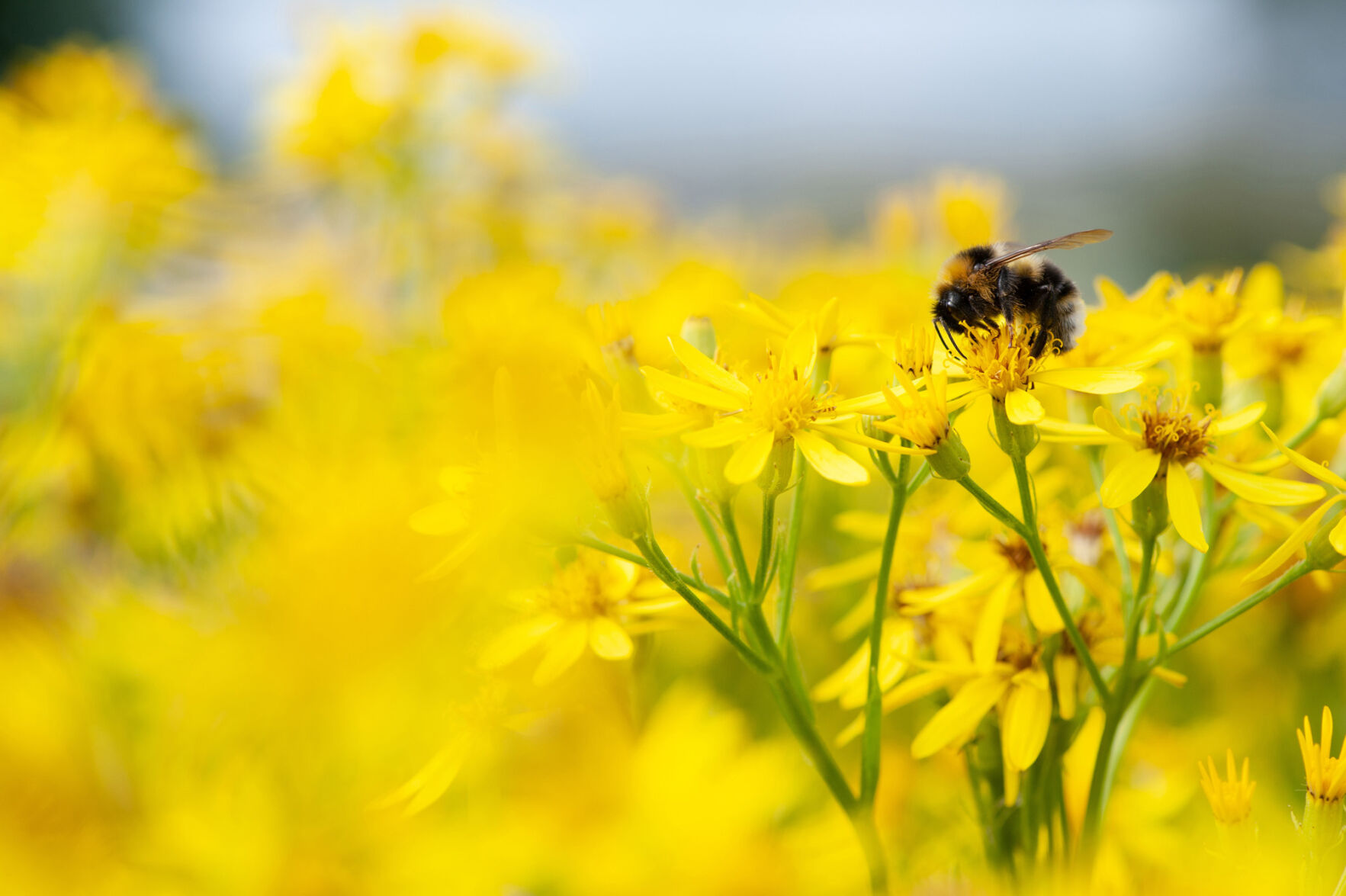 Native plants help native pollinators survive | Lifestyle ...