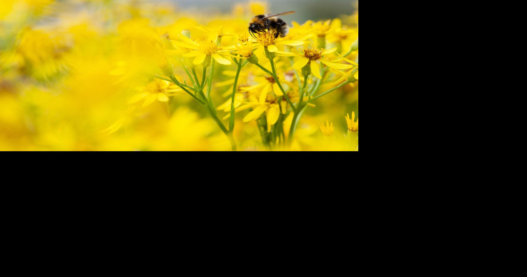 Native plants help native pollinators survive | Lifestyle ...