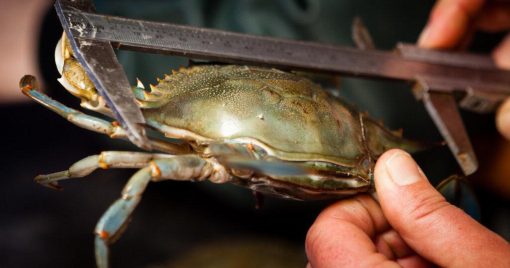 Crab, corn, beverages and treats up for grabs in raffle | Food ...