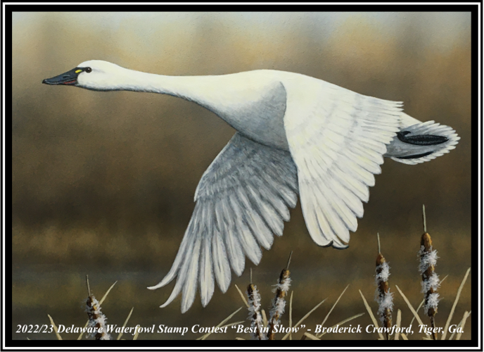 Delaware Waterfowl Stamp, Trout Stamp art contest winners announced ...