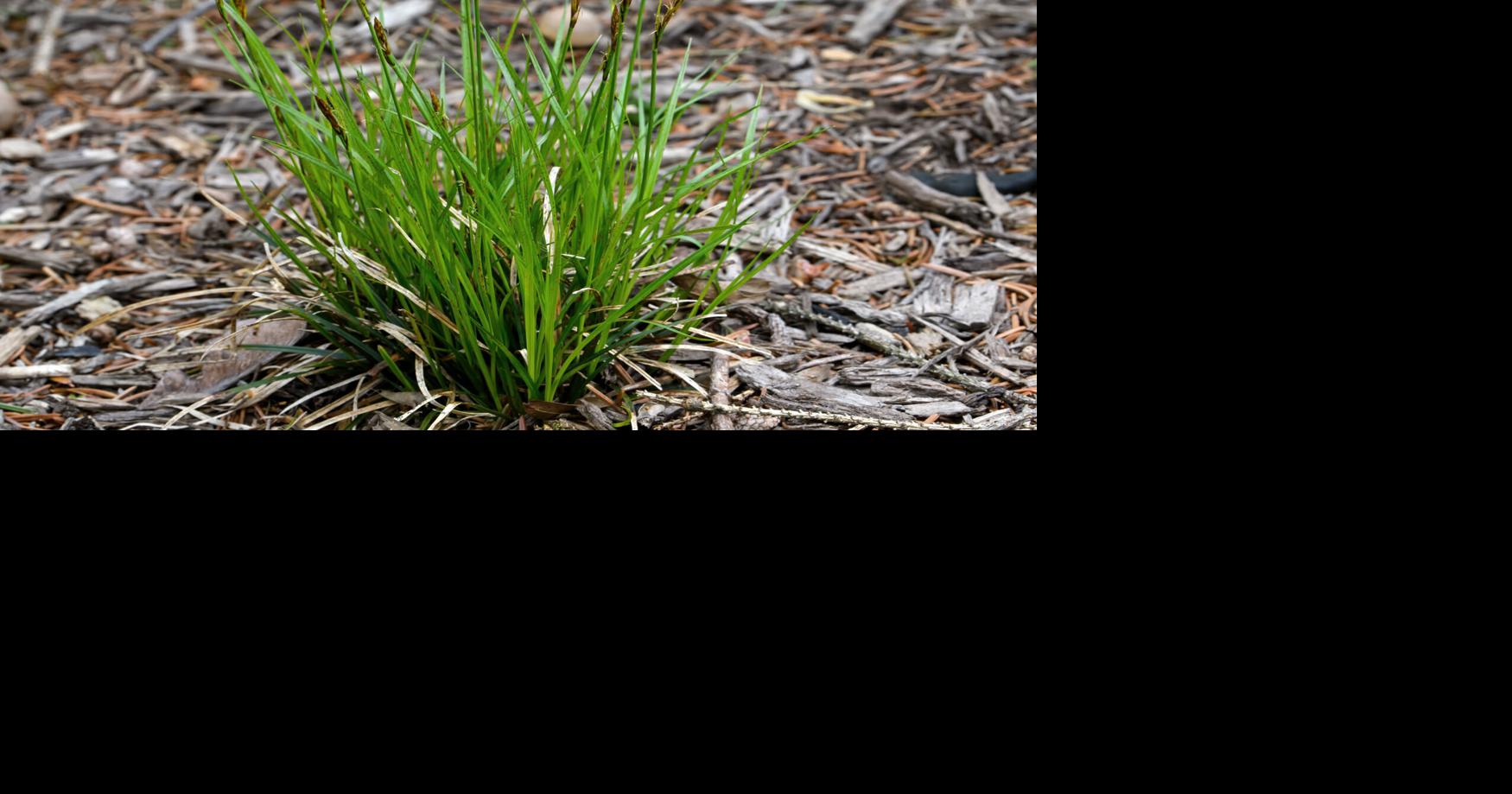 Sedges have edges | Lifestyle | coastalpoint.com