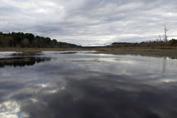 Great Cypress Swamp project adds wetland habitat to area depleted by ...