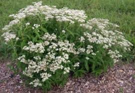 Notable Natives: Boneset is a fall standout | Lifestyle | coastalpoint.com