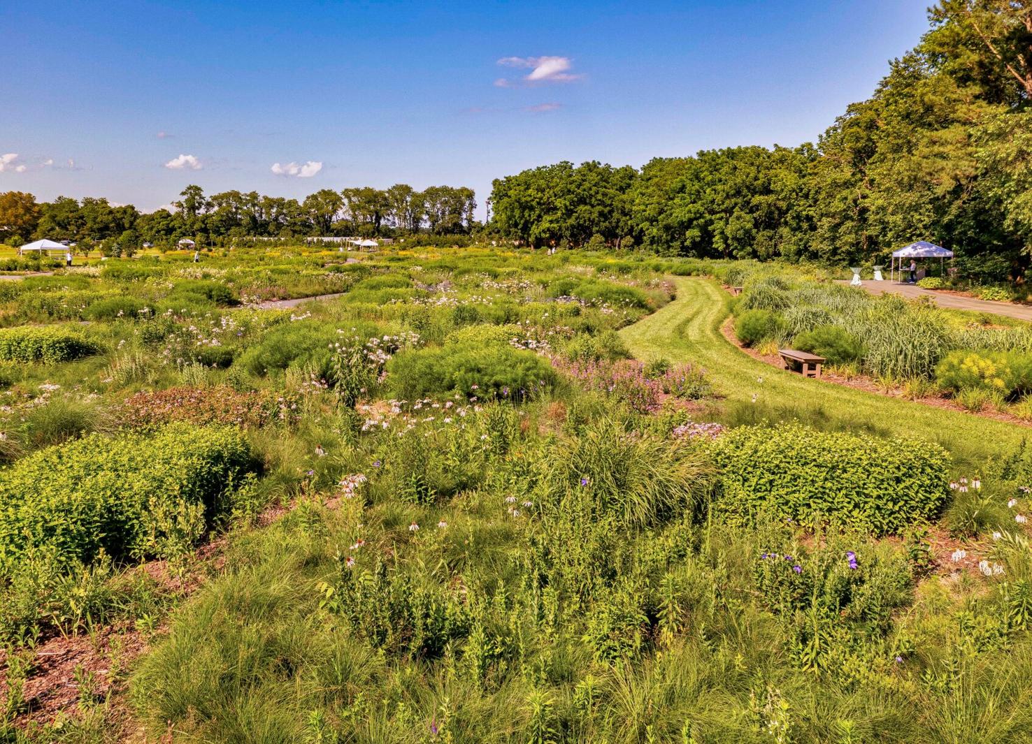DBG celebrates peak blooms at Piet Oudolf Meadow Garden | Lifestyle ...