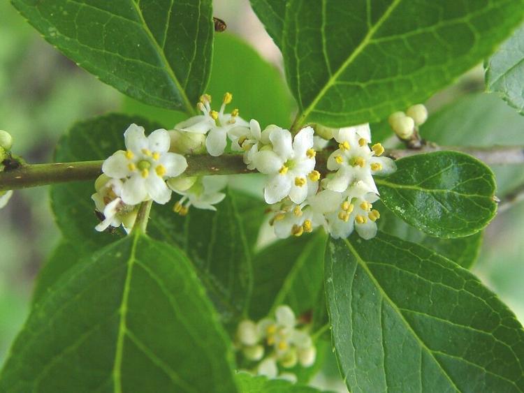 Winterberry holly: You can have great garden color in winter too ...