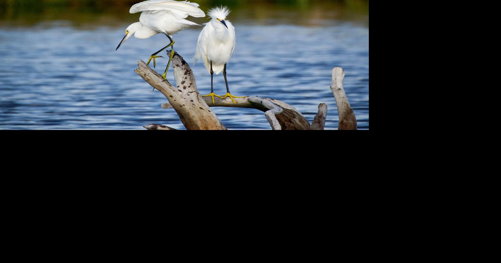 Snagging a perfect perch | Point Pics | coastalpoint.com