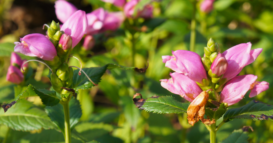 rose turtlehead flower