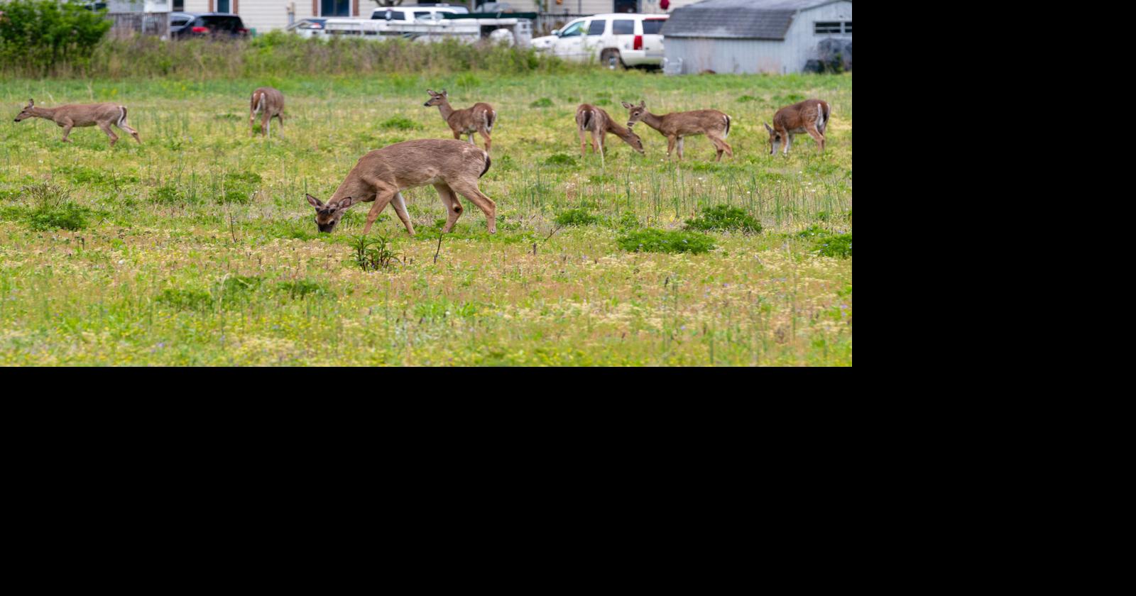 Additional Delaware deer hunting seasons opening in January | Sports ...