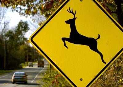 Authorities caution drivers to watch out for deer | State ...