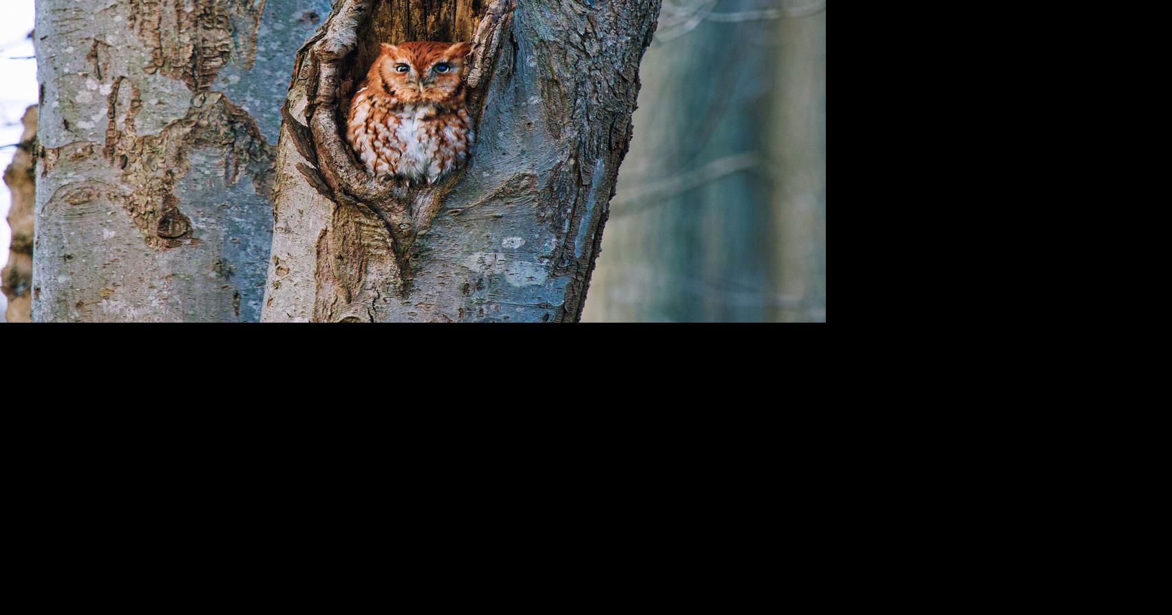 Whooo are you looking at? | Point Pics | coastalpoint.com