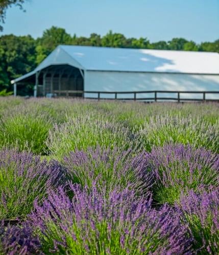 Heirloom Fire, Brittingham Farms to host Meadow & Flame dinner | Food ...