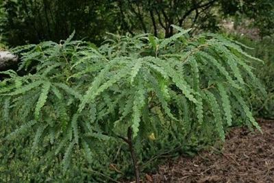 Sweet fern: Very sweet, but not really a fern | Lifestyle ...
