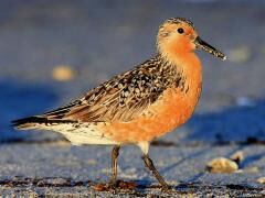 Red knot and other migratory shorebirds face food shortage | News ...