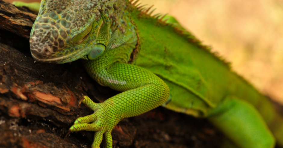 Alert issued over green iguanas awarded at Apple Scrapple | State | coastalpoint.com