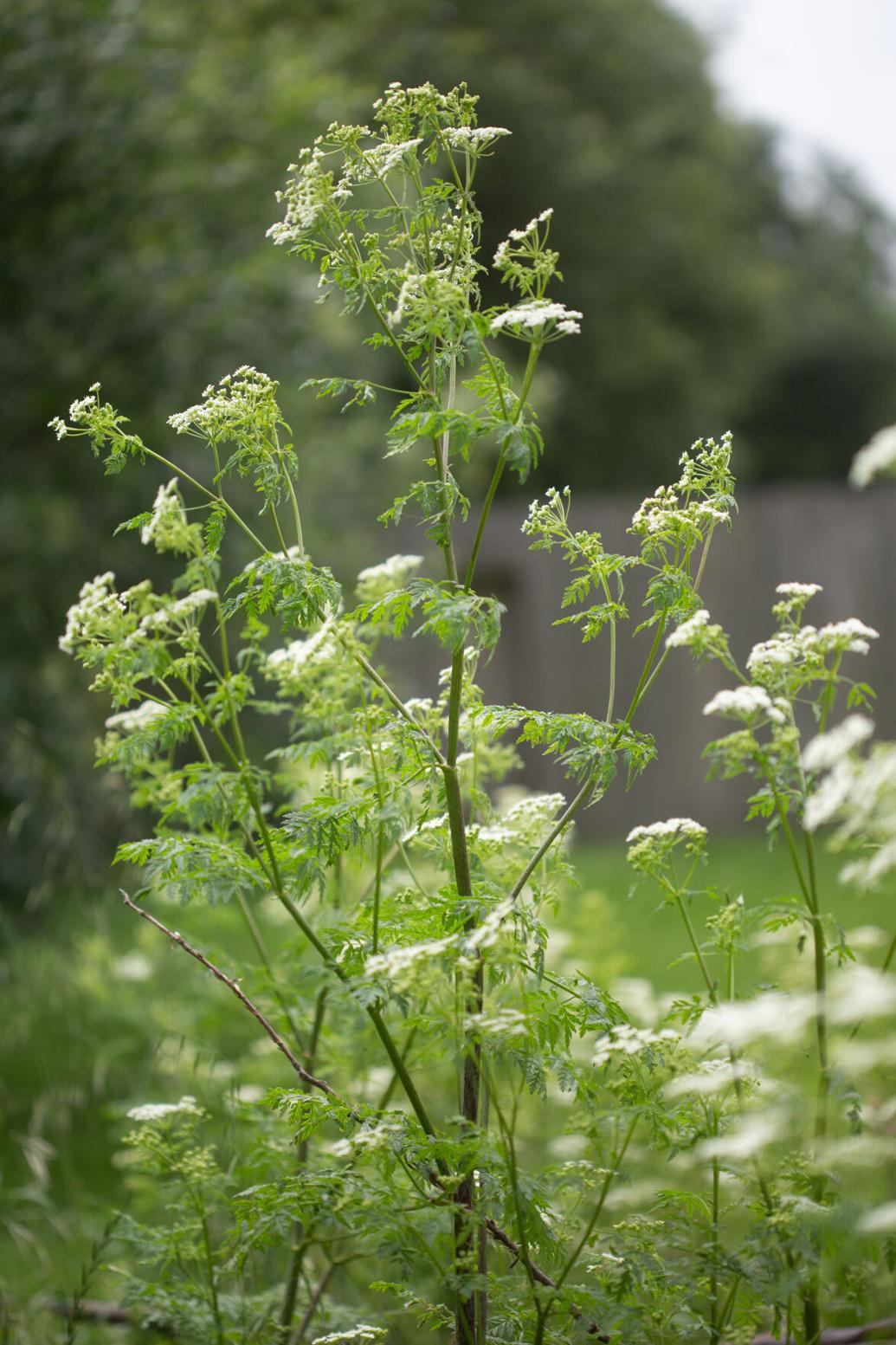 Deadly poison hemlock and spotted water hemlock found in Delaware ...