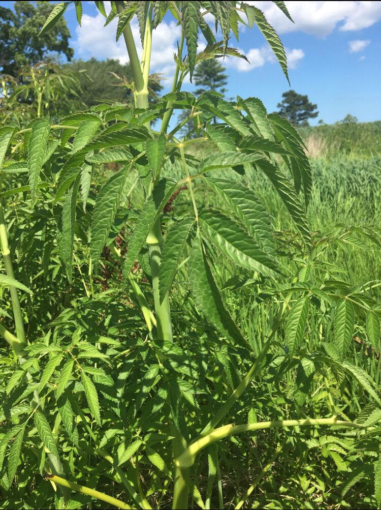 Deadly poison hemlock and spotted water hemlock found in Delaware ...