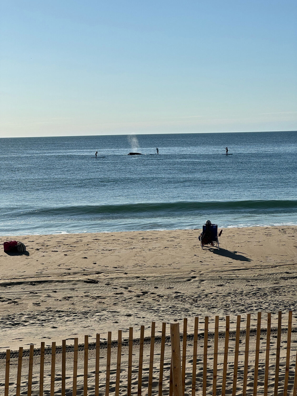 Local paddleboarders get themselves a whale of a tale | News ...
