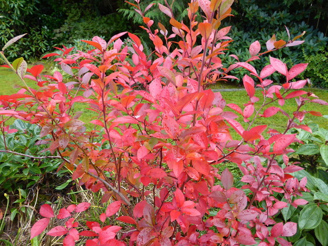 Blueberries: Beauty as well as bounty | Lifestyle | coastalpoint.com