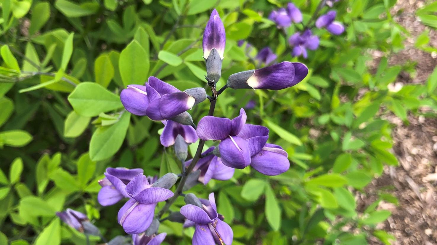 Plant of the Week: Blue false indigo | Experts Corner | coastalpoint.com