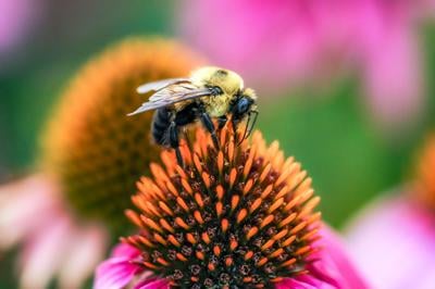 do bees like coneflowers