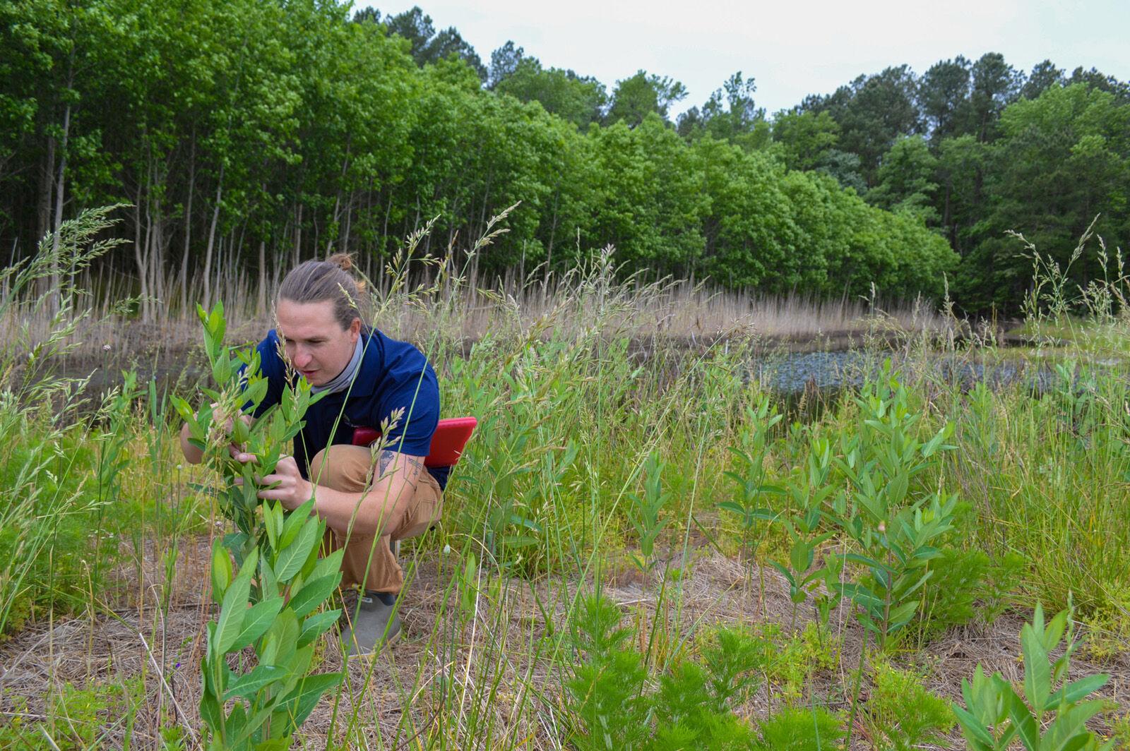 Old farmland evolves into wetlands forest project near Frankford ...