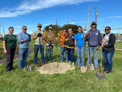 Funding available for communities seeking to improve tree canopy ...