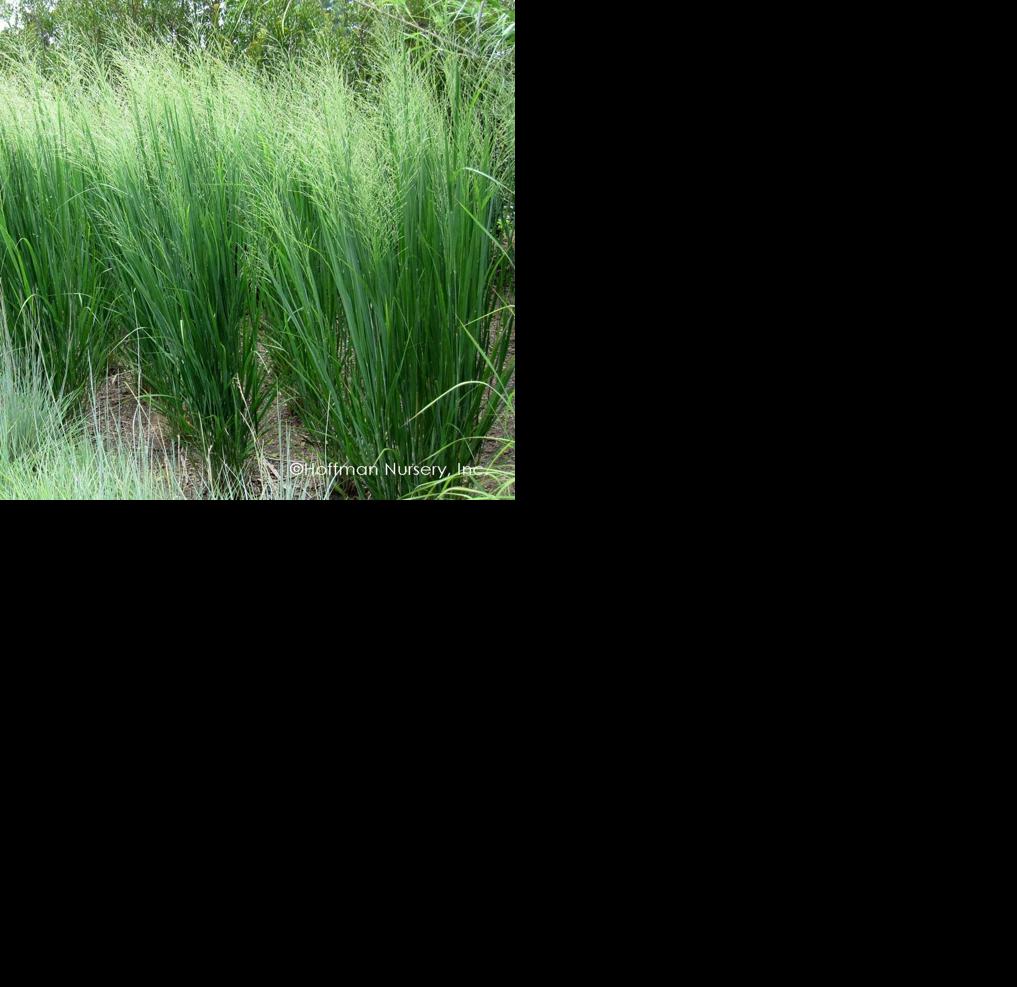 Switchgrass: Nothing to panic about, a wonderful plant | Lifestyle ...