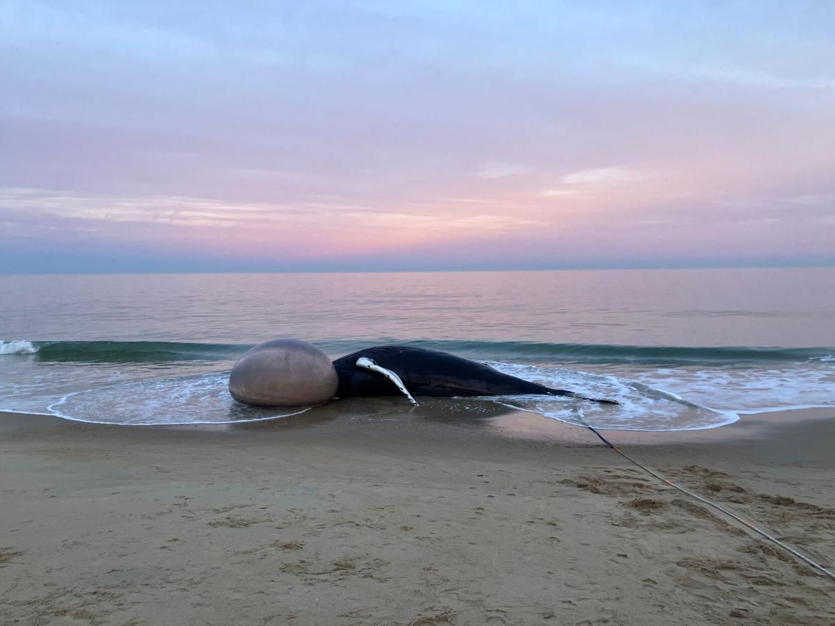 Humpback whale lands near Bethany Beach | Lifestyle | coastalpoint.com